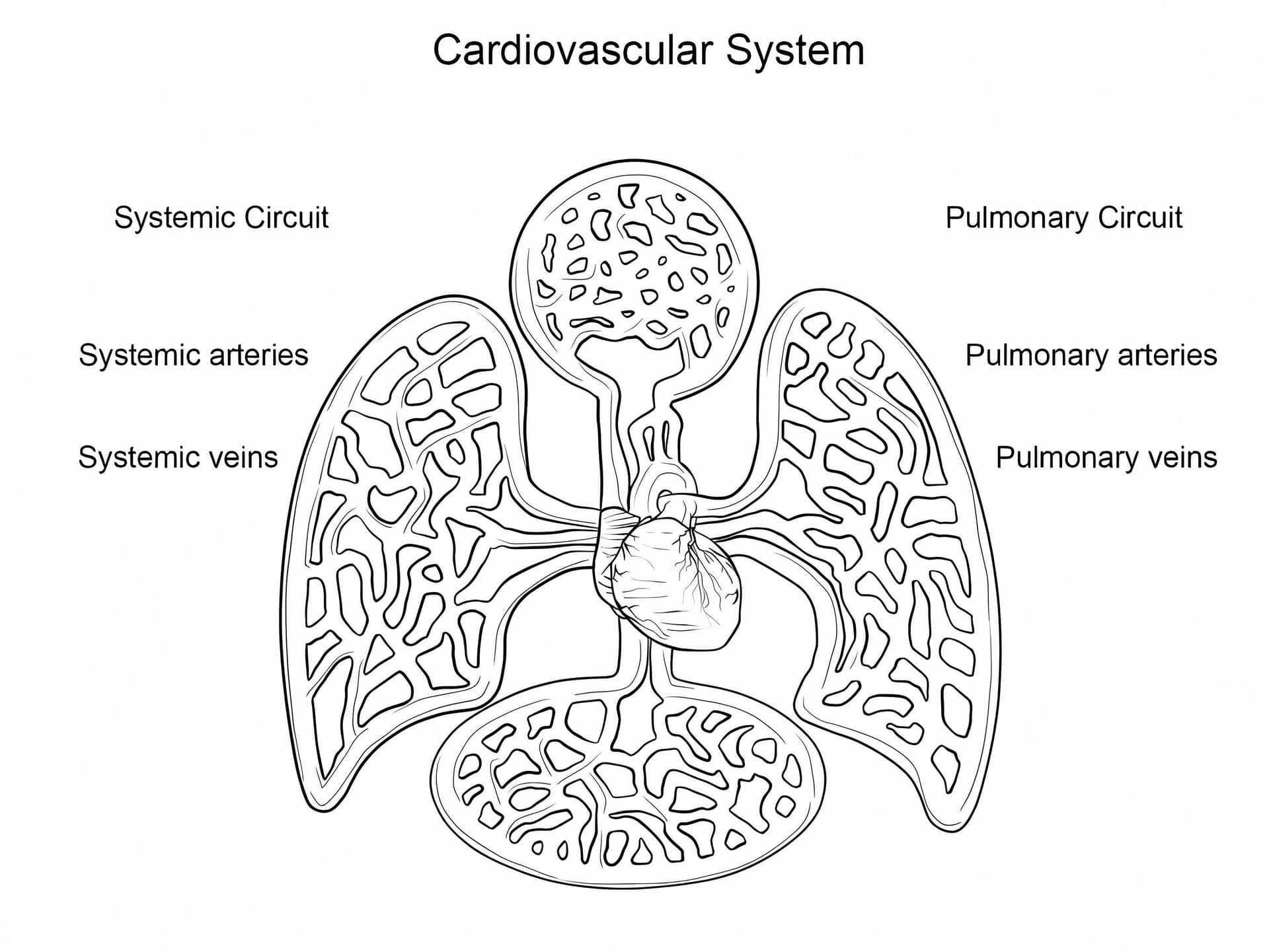 Cardiovascular System Coloring Page | Free Printable PDF for Adults